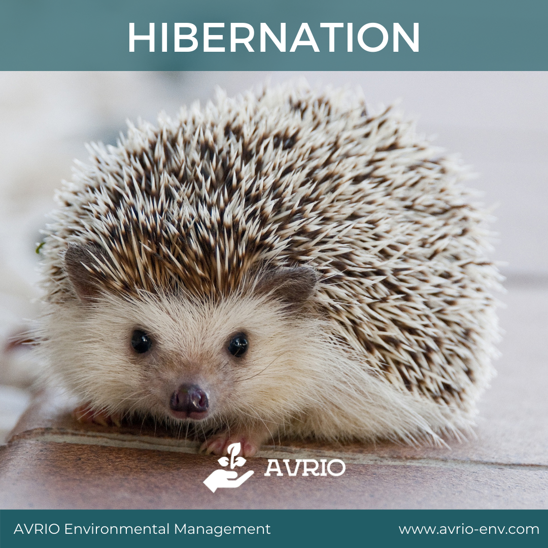 Hibernation Season | AVRIO Environmental Management