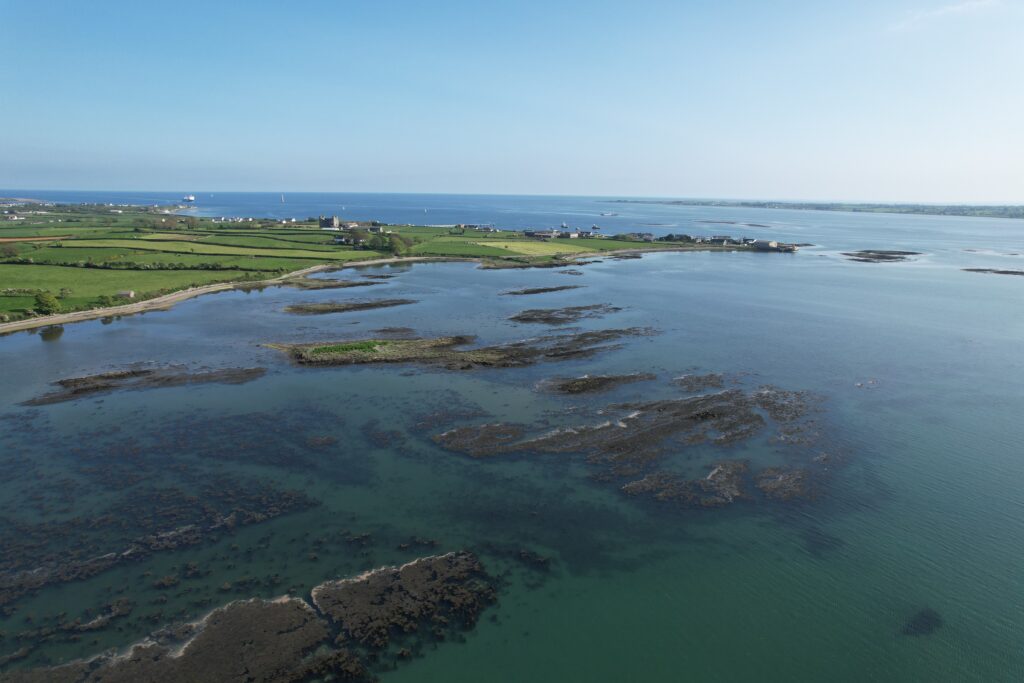 Spartina spp. Survey of Carlingford Lough | AVRIO Environmental Management